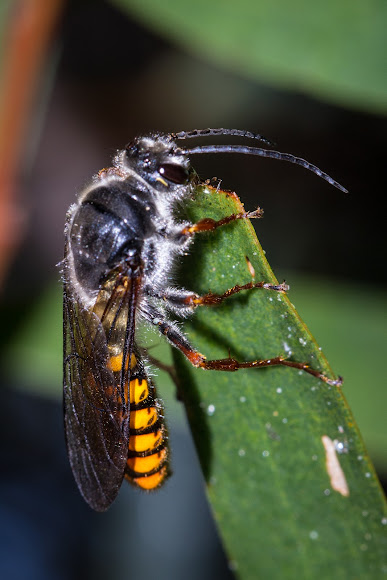 Black Flower Wasp Larvae | Best Flower Site