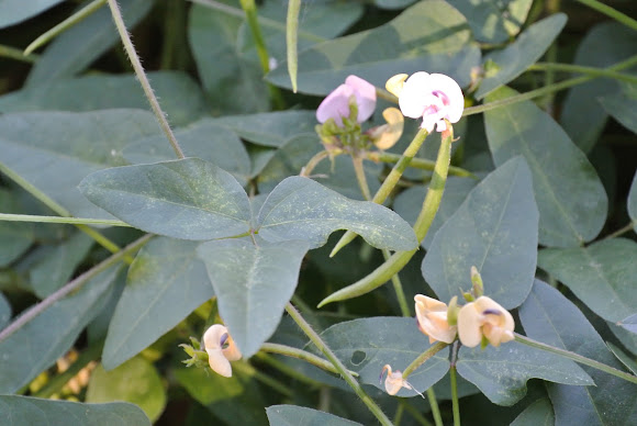 Trailing fuzzybean | Project Noah