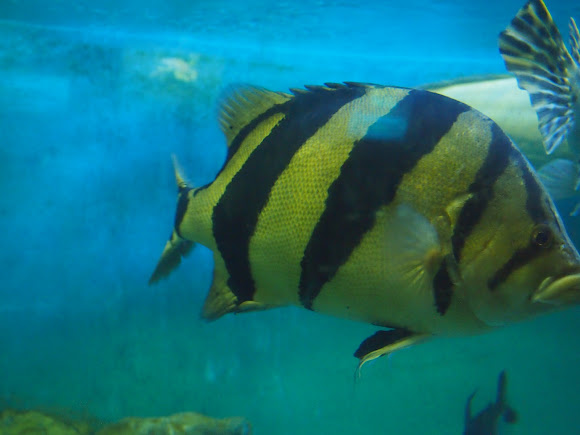 Siamese tiger fish | Project Noah