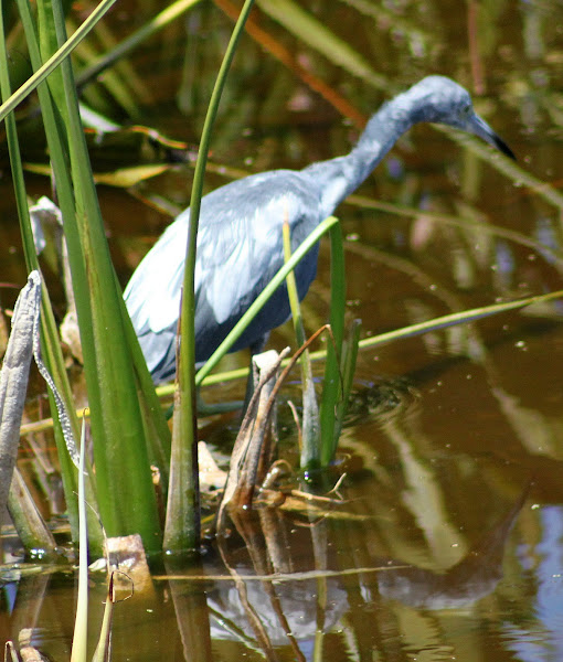 Little Blue Heron (immature) | Project Noah