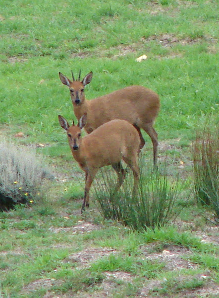 Common Duiker | Project Noah