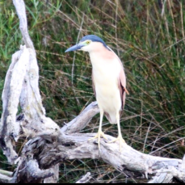 Nankeen Night Heron | Project Noah