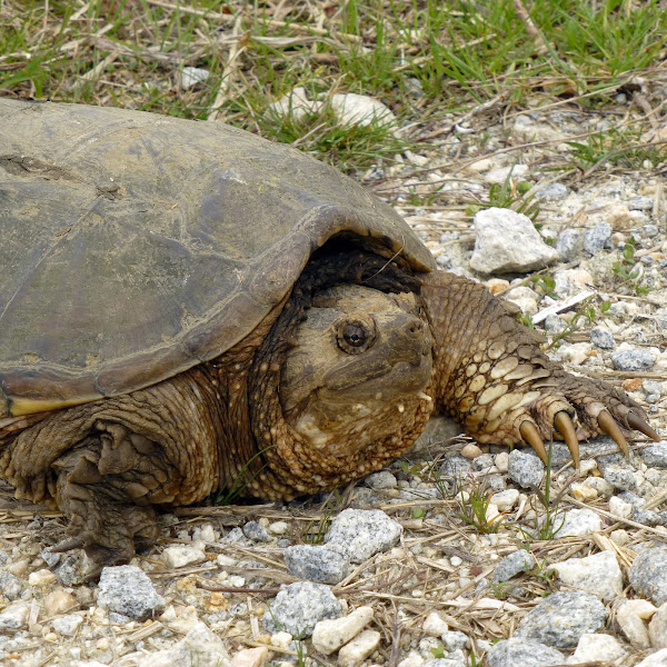 Common Snapping Turtle | Project Noah