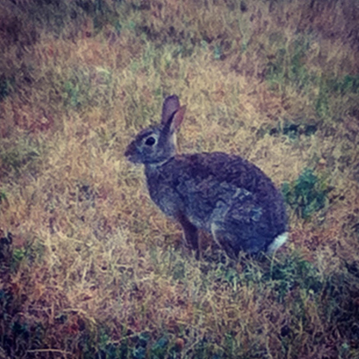 Eastern Cottontail Rabbit | Project Noah