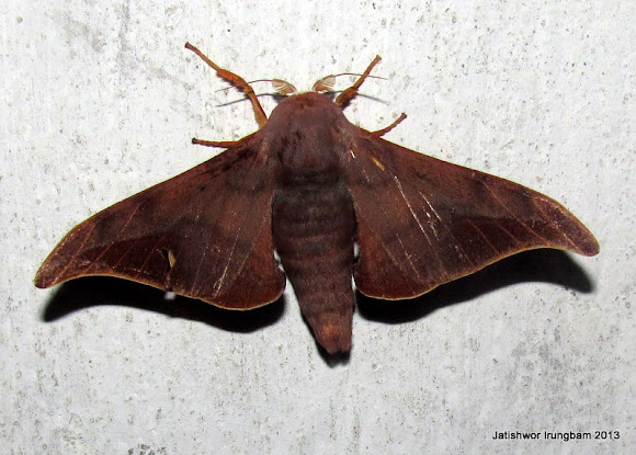 Bombycidae | Project Noah