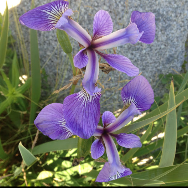 Slender blue flag | Project Noah