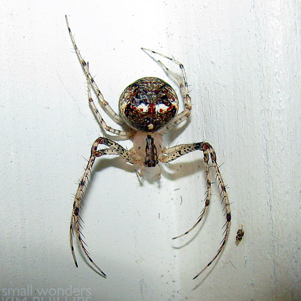 Pirate Spider - female | Project Noah