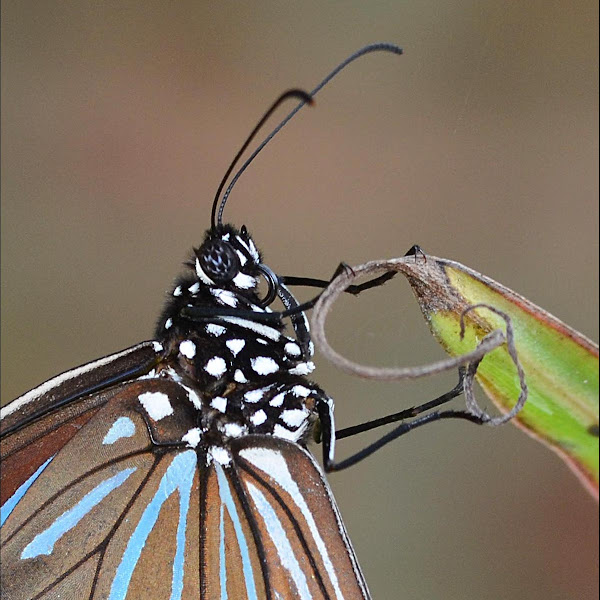 Dark Blue Tiger | Project Noah