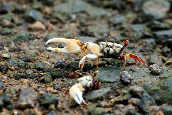 Uca lactea (清白招潮蟹) | Project Noah