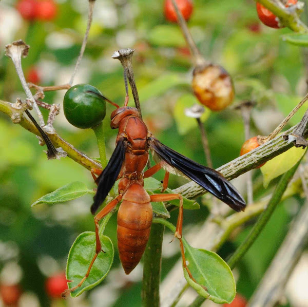 Red Wasps | Project Noah