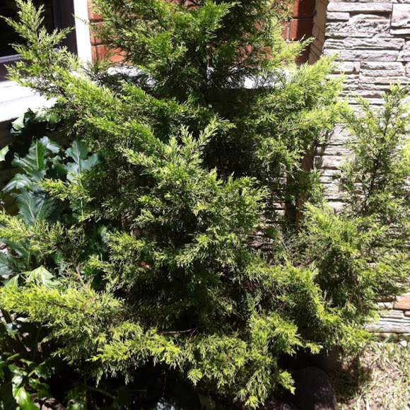 Cedro Limón | Project Noah