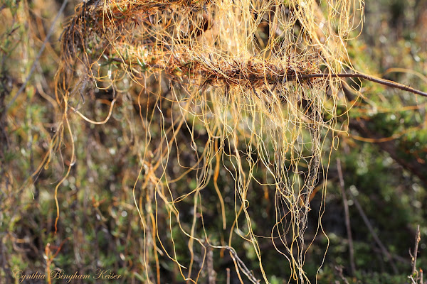 Dodder | Project Noah