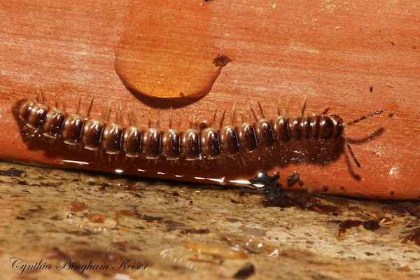 Greenhouse Millipede | Project Noah