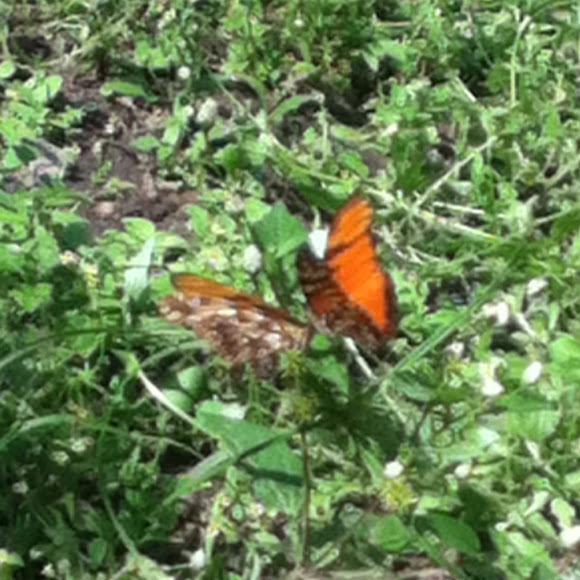 Juno Longwing Butterfly | Project Noah