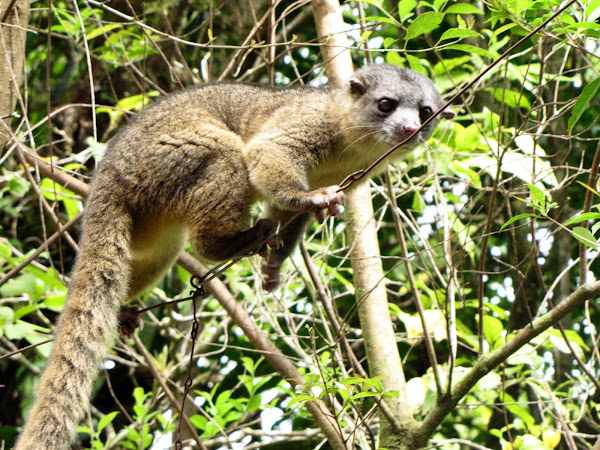 Bushy-tailed Olingo | Project Noah