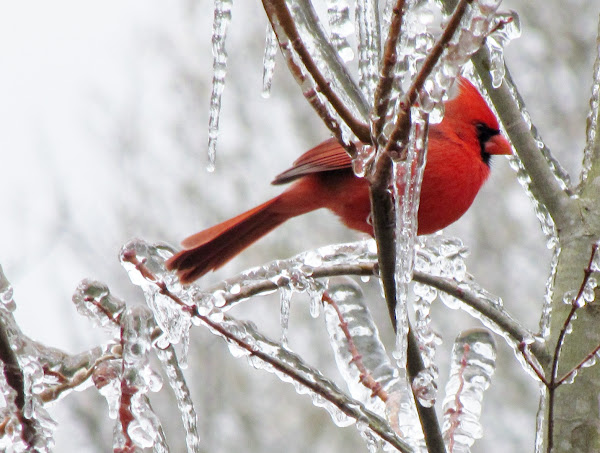 cardinal | Project Noah