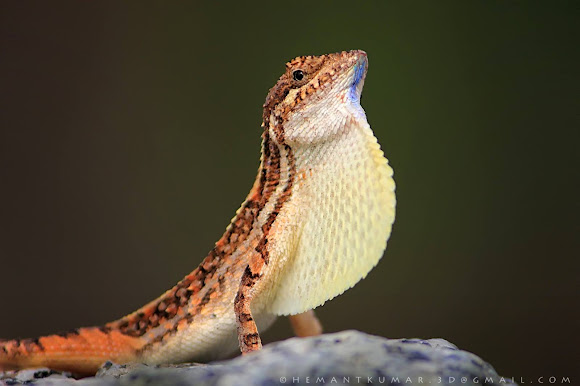 fan-throated lizard | Project Noah