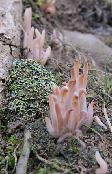 Beautiful clavaria or pink coral fungus | Project Noah