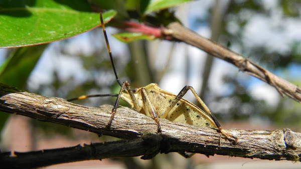 Leaf-footed Bug or Coreid Bug | Project Noah