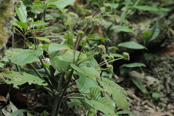 Epithema | Project Noah