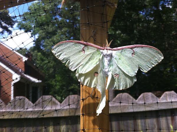 Luna Moth | Project Noah