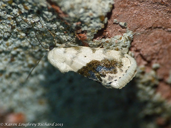 Small bird-dropping moth | Project#N# Noah