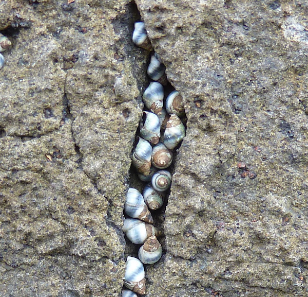 Blue Banded Periwinkle / Ngaeti | Project Noah