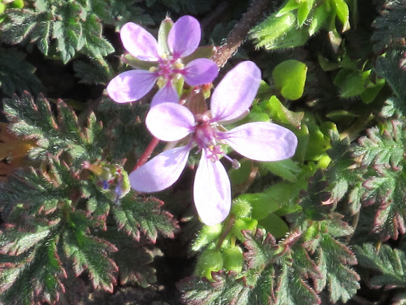 Common Stork's Bill | Project Noah