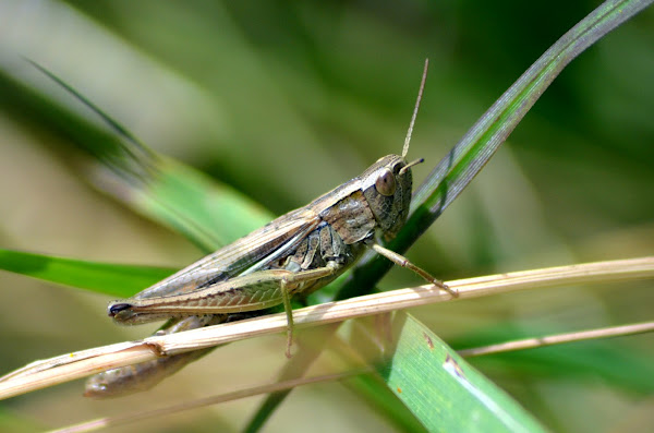 Common Field Grasshopper | Project Noah
