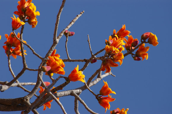 Bombax costatum | Project Noah