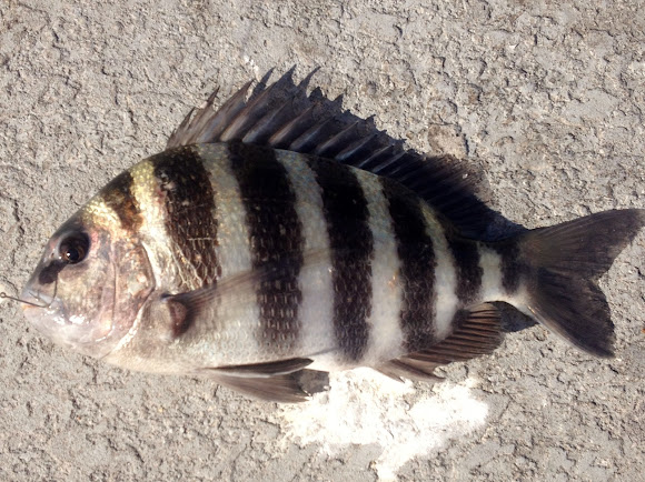 Sheepshead | Project Noah
