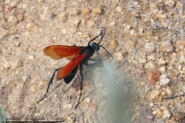 Tarantula Hawk | Project Noah