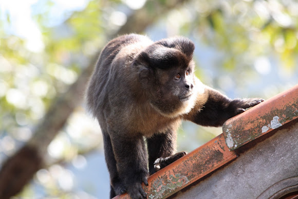 Black capuchin | Project Noah