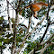 Sumatran Surili / Mitered Leaf Monkey | Project Noah