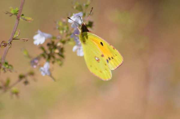 Dark Clouded Yellow | Project Noah
