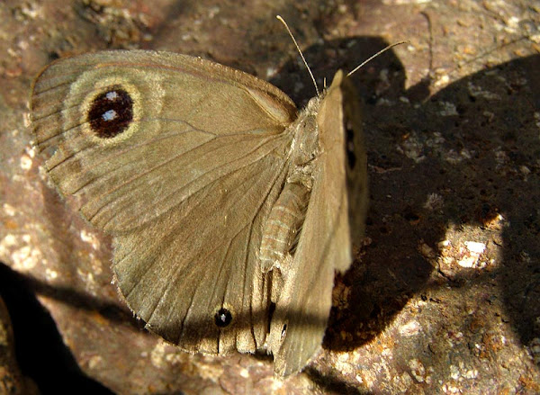 African ringlet | Project Noah