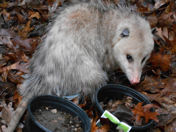 North American Possum | Project Noah