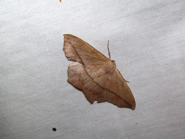 Large Maple Spanworm | Project Noah