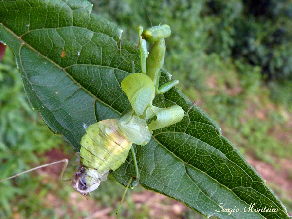 Louva-Deus, mudando (Praying mantis, molting) | Project Noah