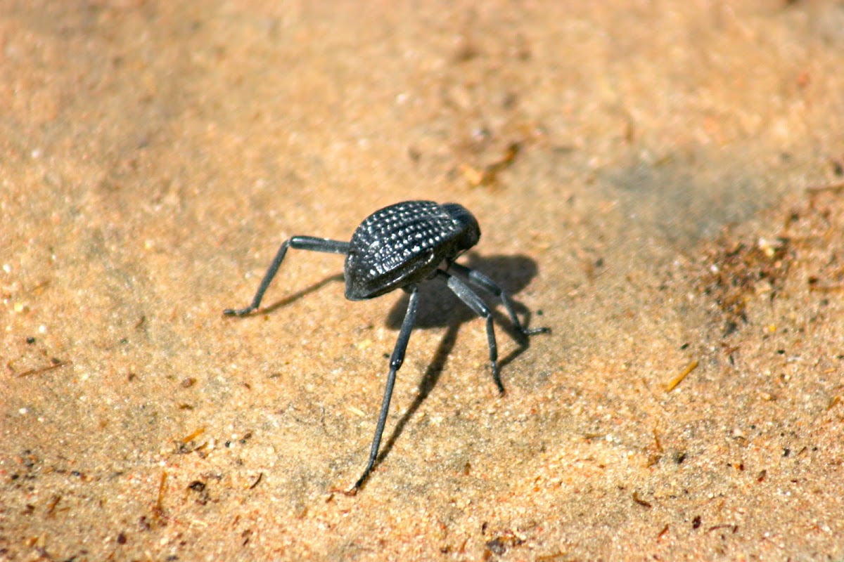 Spotting | Project Noah