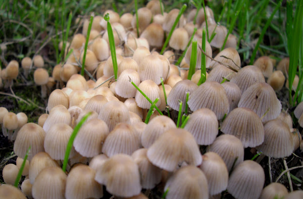 Fairy Inkcap | Project Noah