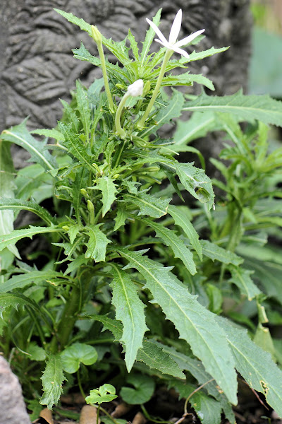 Bunga Katarak / Kitolod (Ind) or Lidah Payau (Malay) | Project Noah