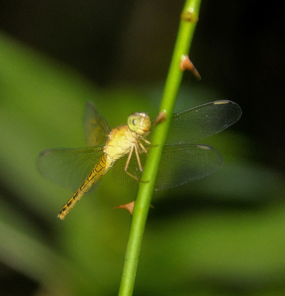 Dragon fly | Project Noah