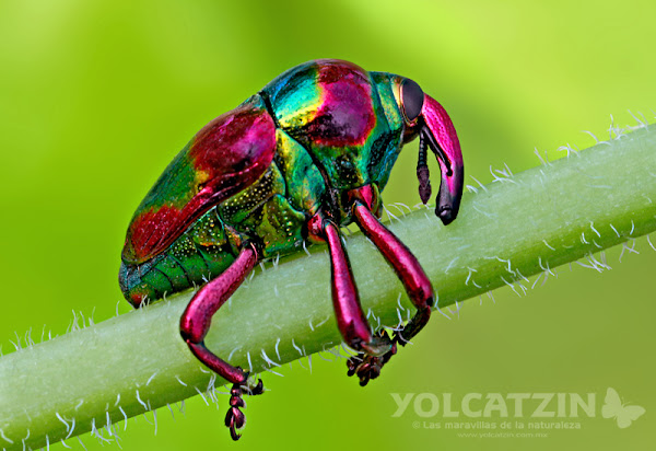 Metallic weevil | Project Noah