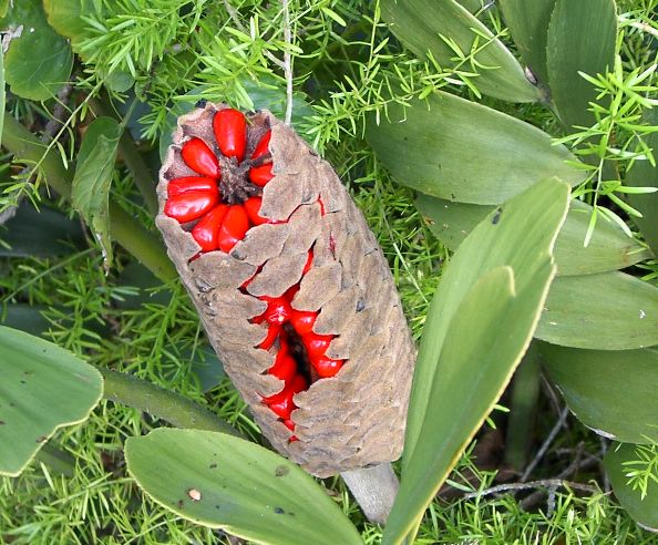 Cardboard plant seed pod | Project Noah