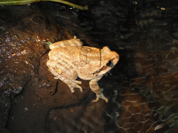 Mexican tree frog | Project Noah