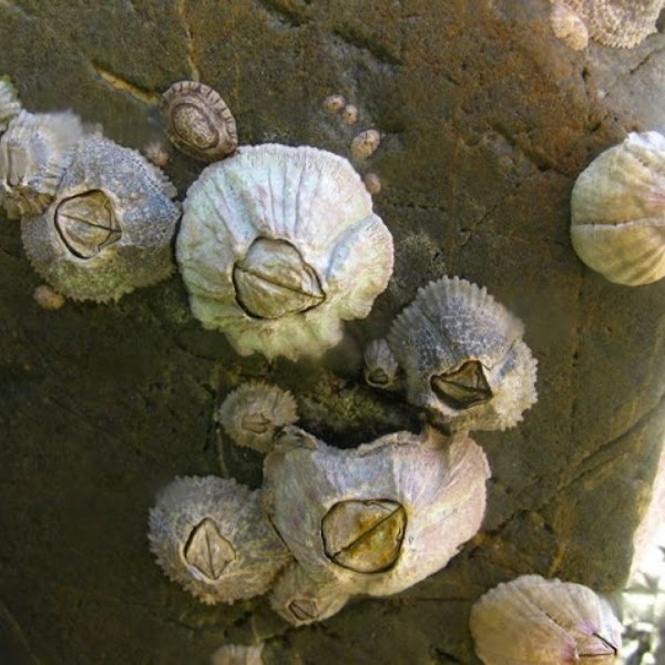 Barnicals | Project Noah