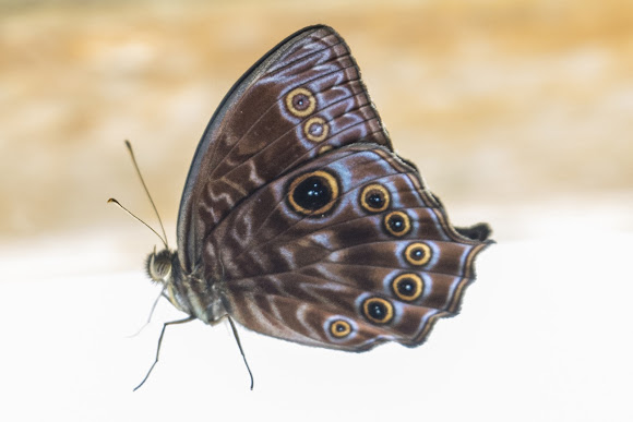 Nymphalid butterfly | Project Noah