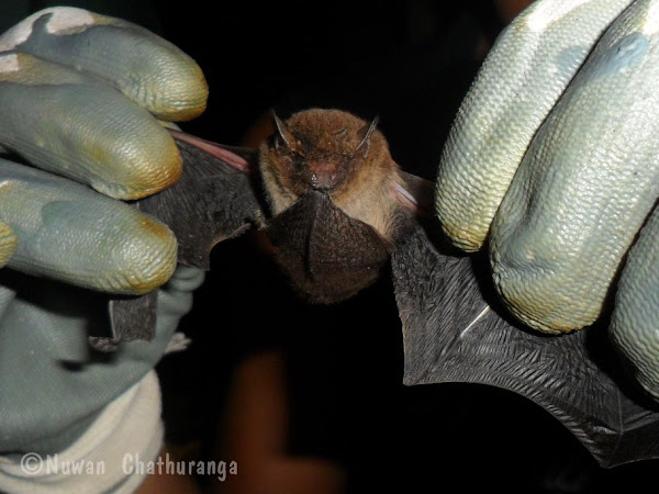 Pipistrelle Bat | Project Noah