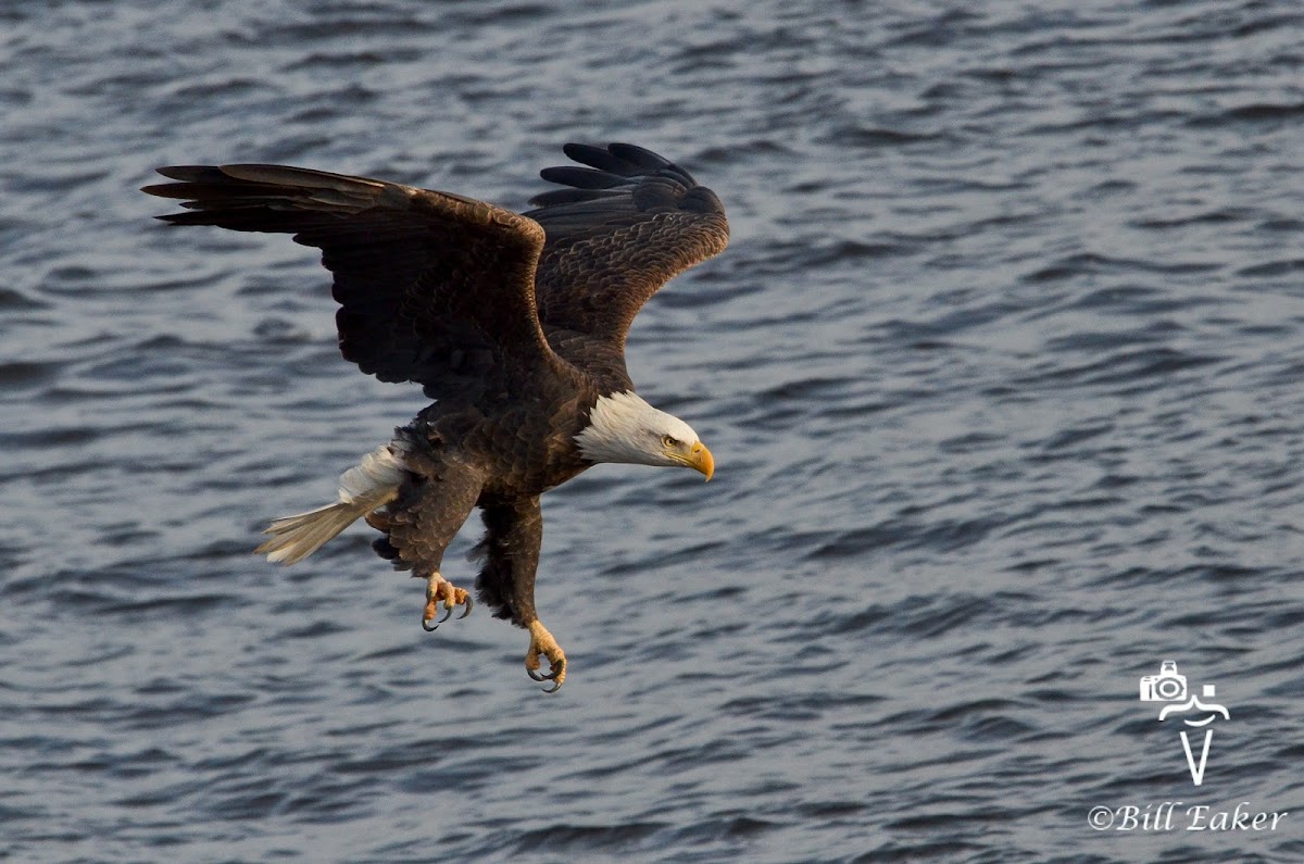 Bald Eagle Diving for Fish | Project Noah